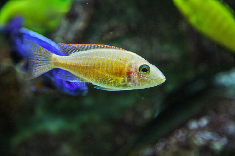 Albus Lethrinops, Beautiful Fish in the Aquarium Stock Image - Image of ...