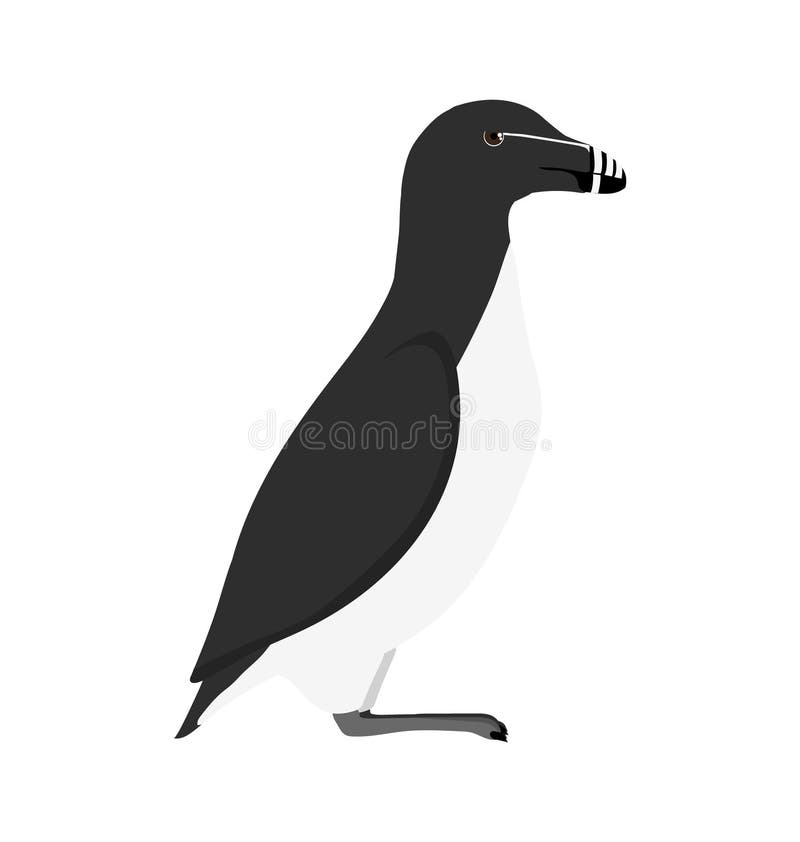 Auk Alca Stock Illustrations – 5 Auk Alca Stock Illustrations, Vectors ...