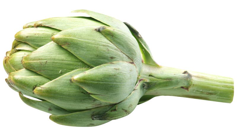 Alcachofa. foto de archivo. Imagen de aislado, alcachofa - 17244156