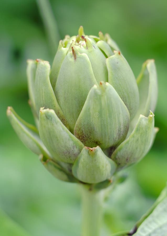 Alcachofa imagen de archivo. Imagen de alcachofa, planta - 6377171