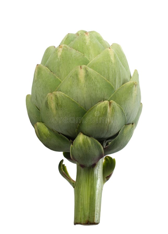 Alcachofa aislada foto de archivo. Imagen de mercado, aislado - 1011476