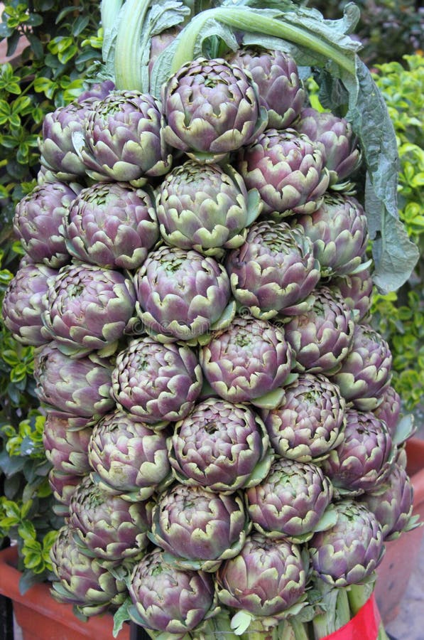 Alcachofas frescas foto de archivo. Imagen de alimento - 65072648