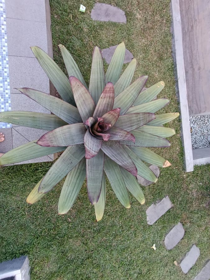 Alcantarea Imperialis Plant in the Family Bromeliaceae Stock Photo ...