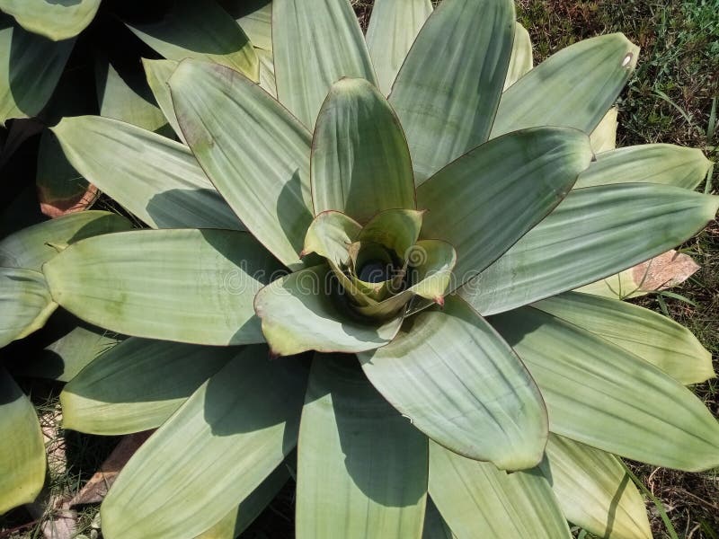 Alcantarea Imperialis Plant Seen from Above Stock Image - Image of ...