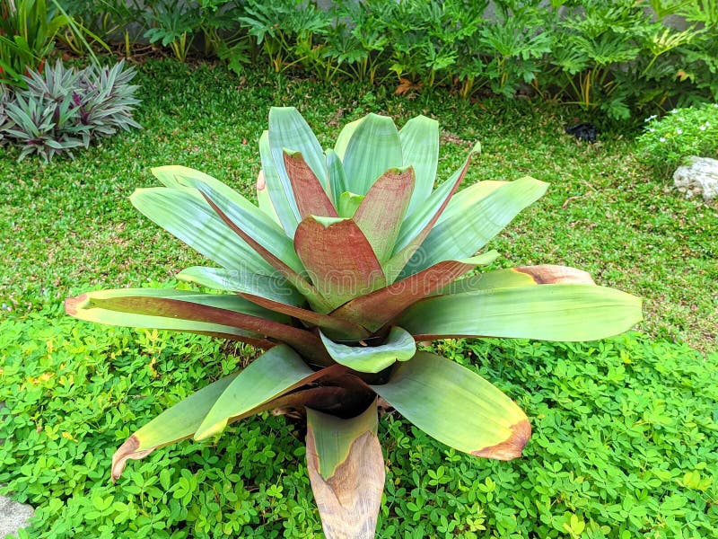 Alcantarea Imperialis is a Species of Bromeliad in the Genus Alcantarea ...