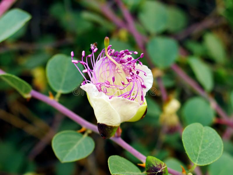 Alcaparra Da Flor (lat Spinosa Do Capparis) Imagem de Stock - Imagem de ...