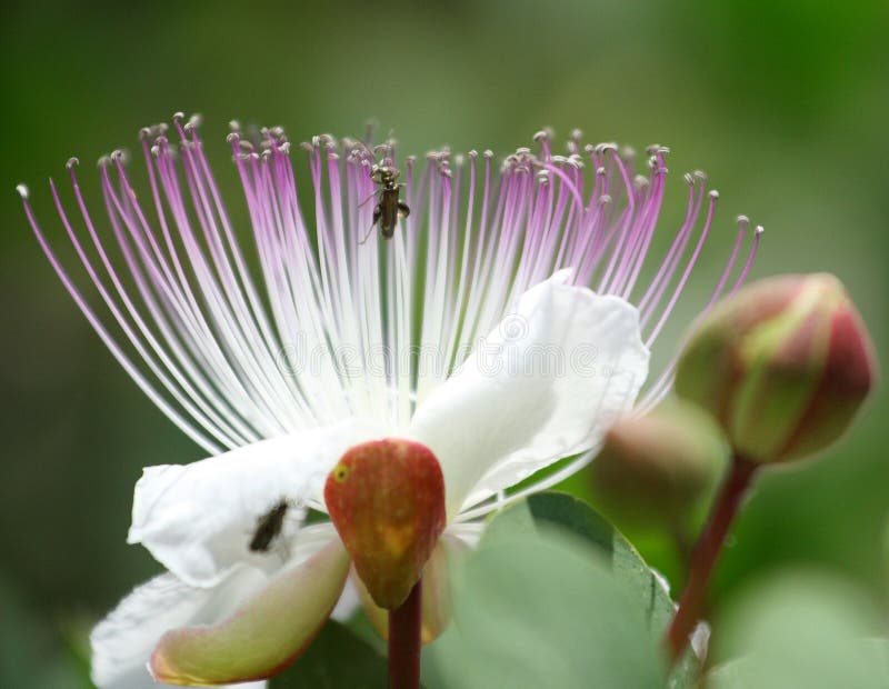 1,859 Alcaparra De La Flor Fotos de stock - Fotos libres de regalías de ...