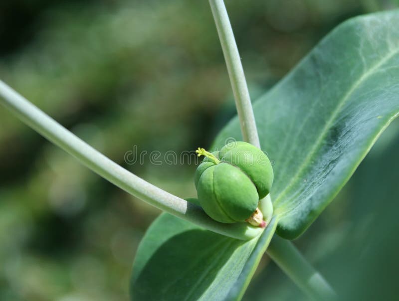 La Alcaparra Planta Spinosa Del Capparis De Las Flores En El Fondo ...