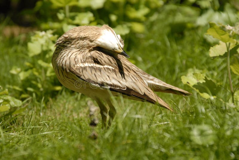 Alcara a bird stock photo. Image of field, animals, wings - 21597078
