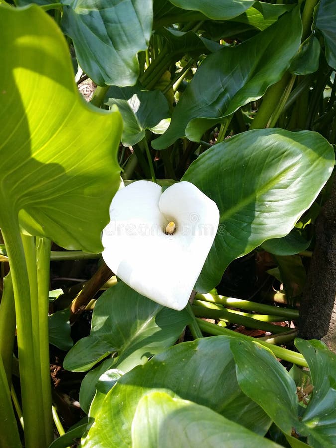 Alcatraz Flor Stock Photos - Free & Royalty-Free Stock Photos from ...