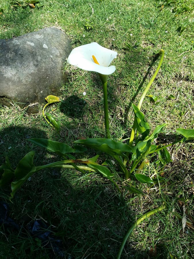 Alcatraz Flor Stock Photos - Free & Royalty-Free Stock Photos from ...