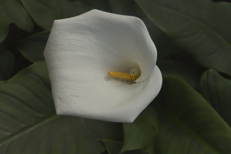Alcatraz flower stock image. Image of plant, alcatraz - 80234645