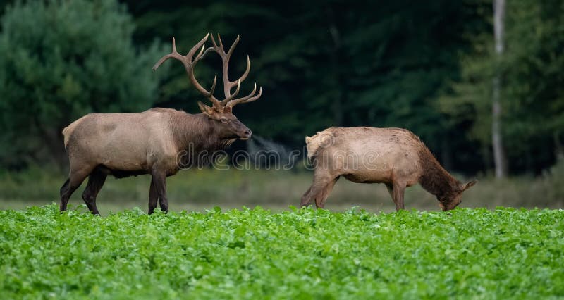 Alce De Toro Caminando Por La Pradera Foto de archivo - Imagen de ...