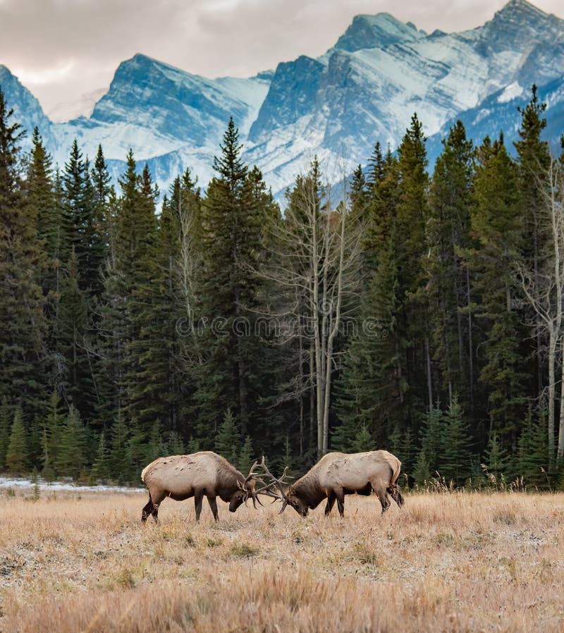 Alce No Banff National Park Canada Imagem de Stock - Imagem de selvagem ...