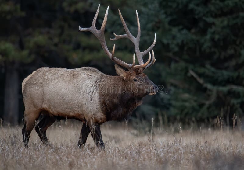 Alce No Banff National Park Canada Foto de Stock - Imagem de parque ...