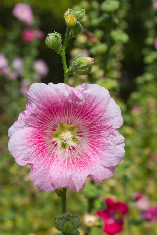 Alcea stock image. Image of pink, beauty, plant, hollyhock - 36438827