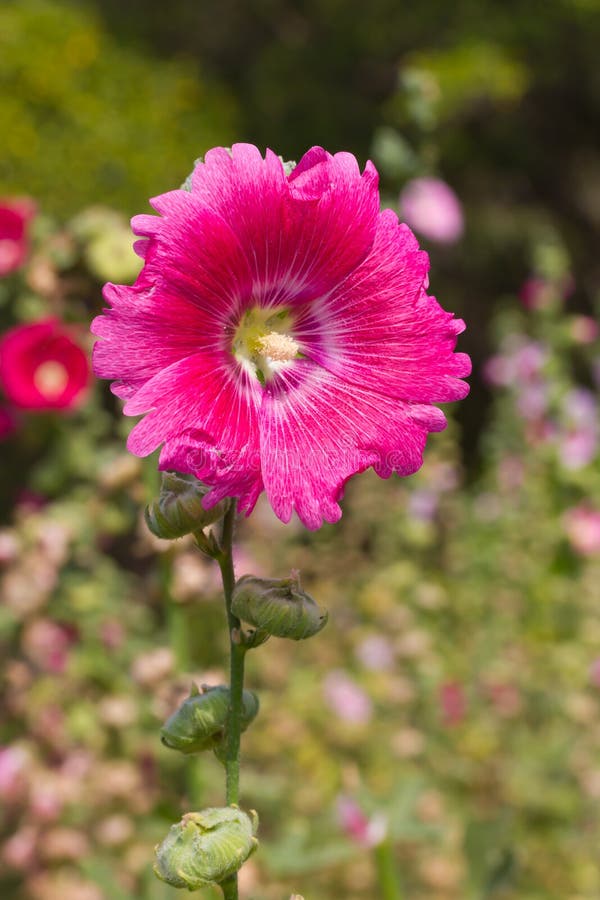Alcea stock image. Image of beauty, malvaceae, rosestem - 36438899