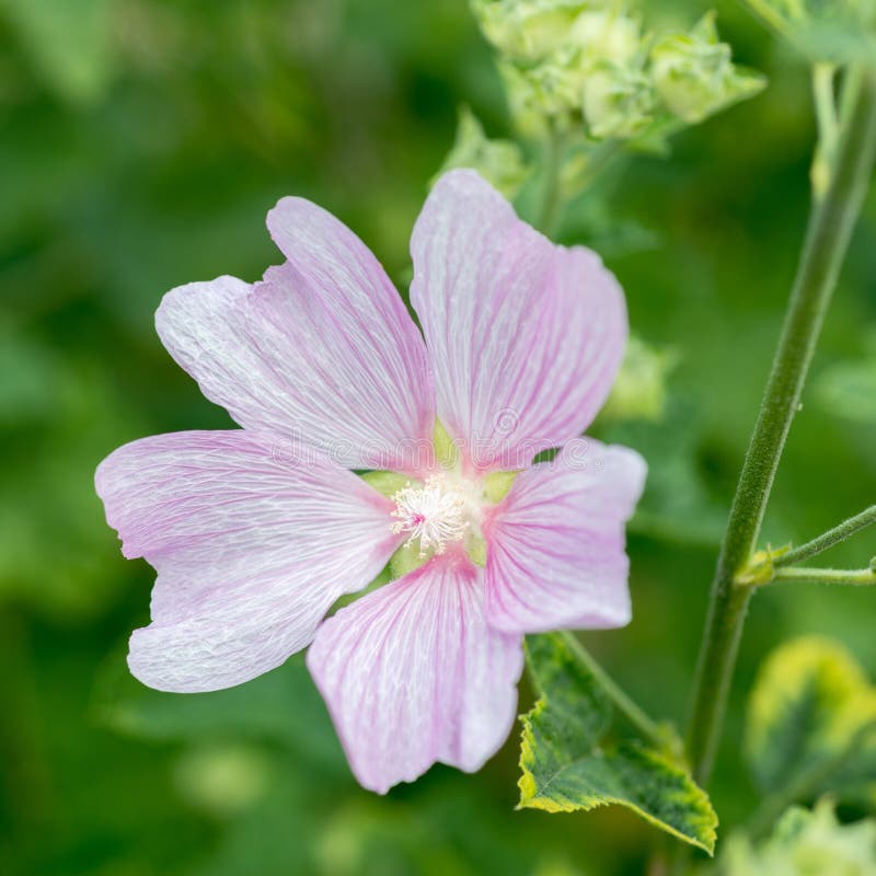Alcea pallida - wild plant stock photo. Image of blooms - 170942326