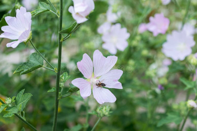 Alcea Pallida Pink Flowers Stock Photos - Free & Royalty-Free Stock ...