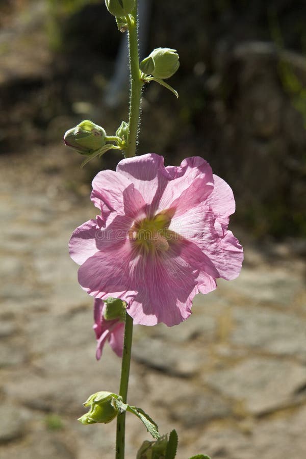 Alcea rosea stock photo. Image of pink, buds, botany - 44482662