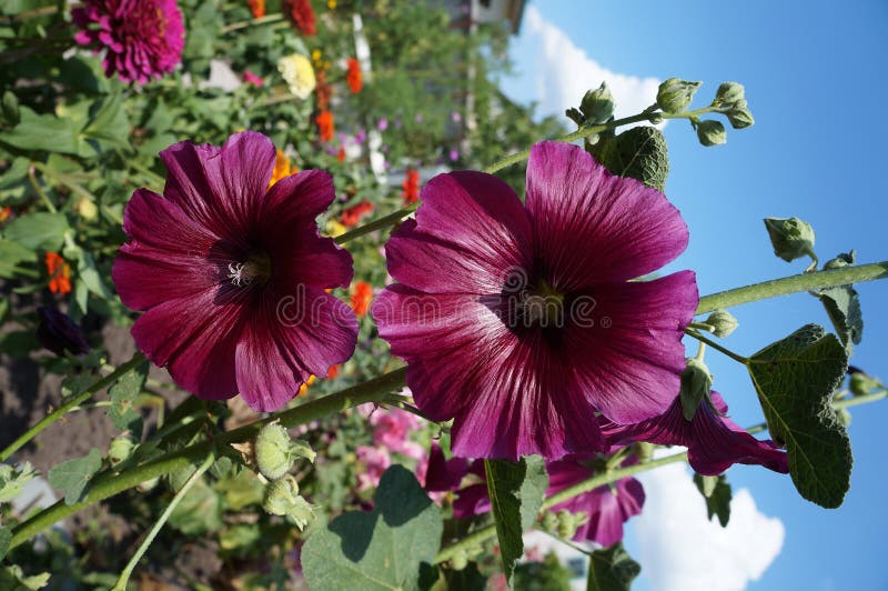 Alcea Rosea Dark Red Flowers and Buds Stock Image - Image of maroon ...