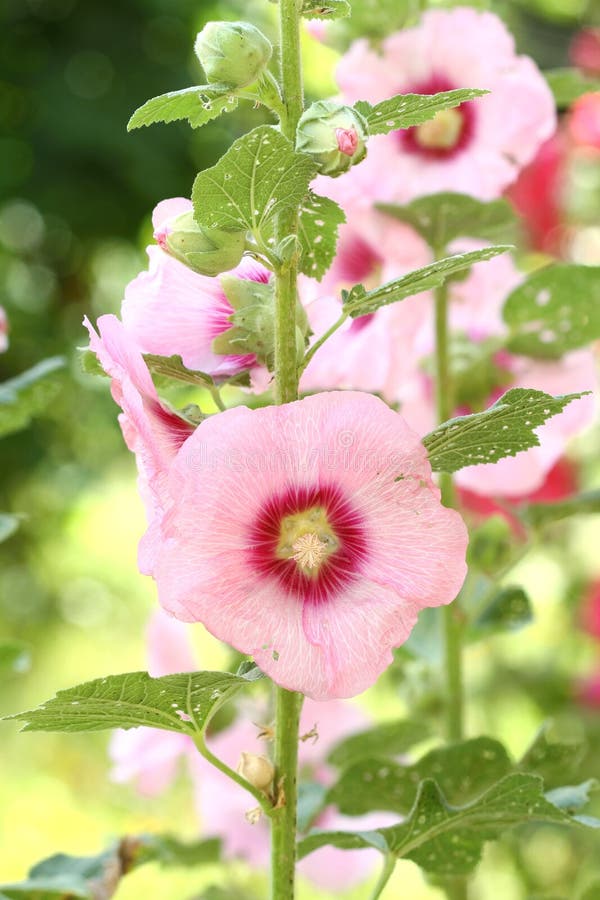 Alcea rosea - wild plant stock image. Image of plant - 170942547
