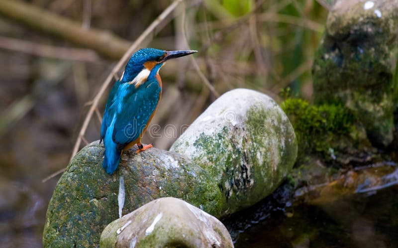 Common Kingfisher,Alcedo Atthis Stock Photo - Image of feather, bright ...