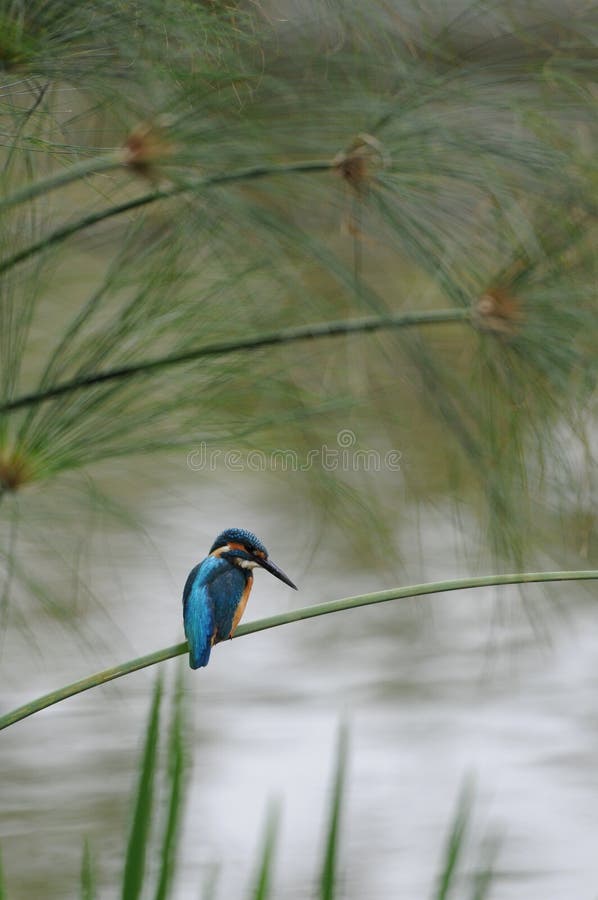 Alcedo atthis stock image. Image of rest, field, flying - 19082167