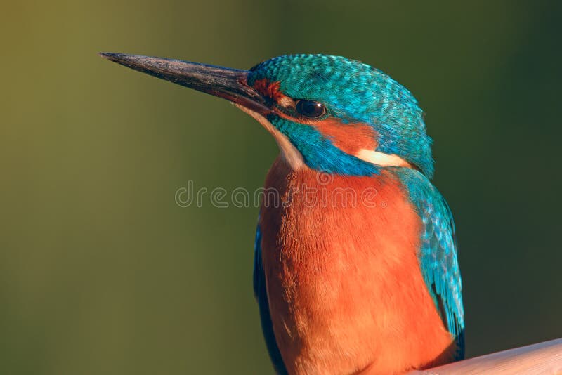 Alcedo atthis stock photo. Image of atthis, attitude - 79558904