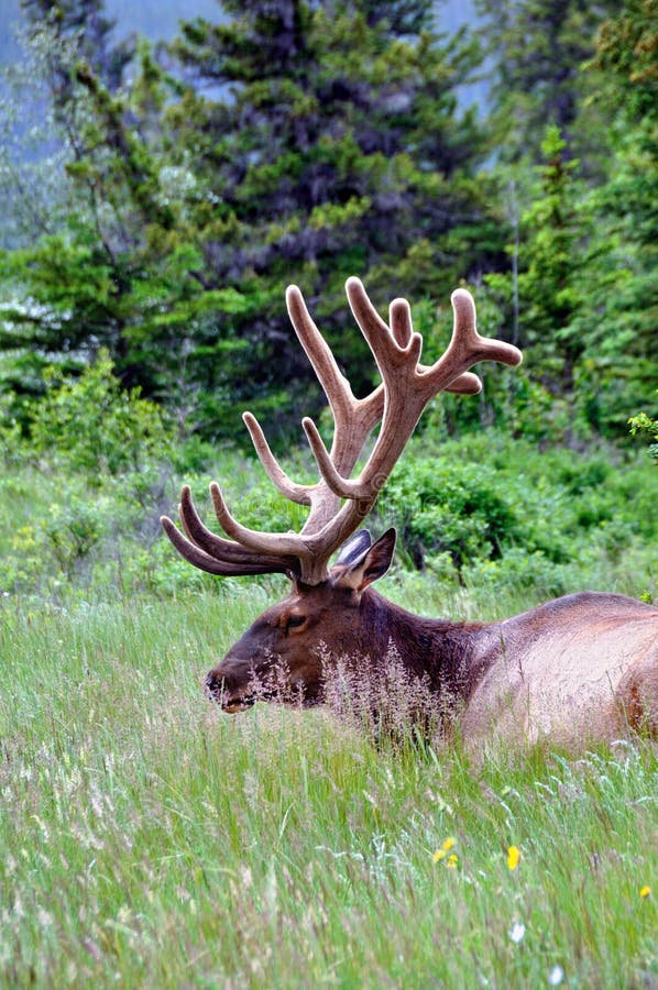 Alces imagem de stock. Imagem de montanhas, macho, américa - 20603731