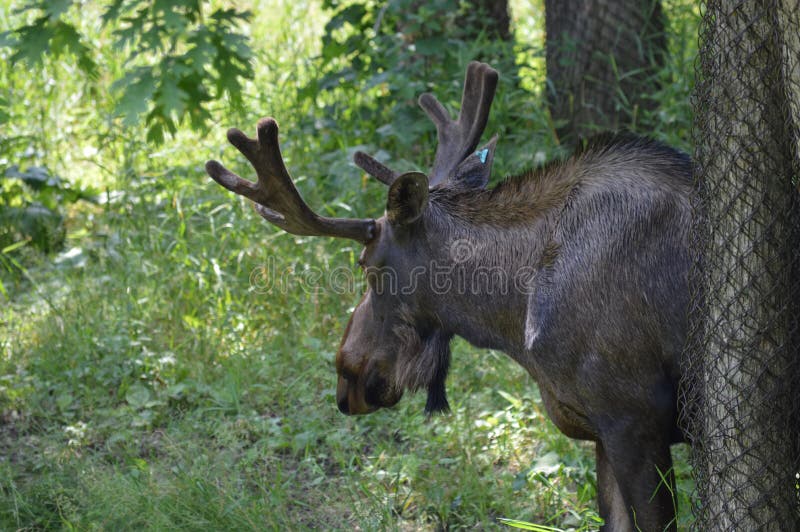 Alces imagen de archivo. Imagen de exterior, resorte - 96896761