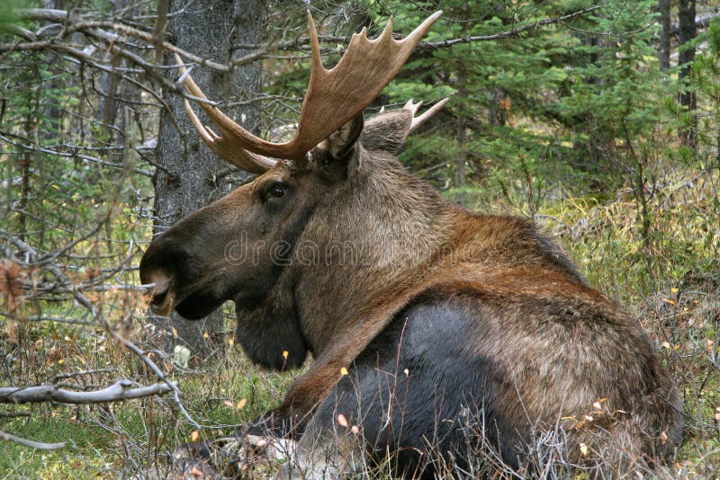 Alces no lago canadense foto de stock. Imagem de animal - 10580786
