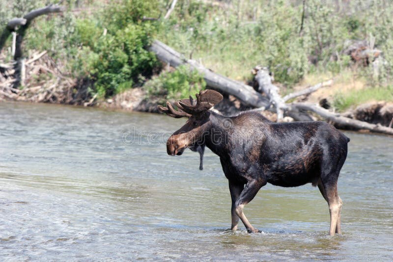 Alces, alces del Alces foto de archivo. Imagen de naturalizado - 13334970