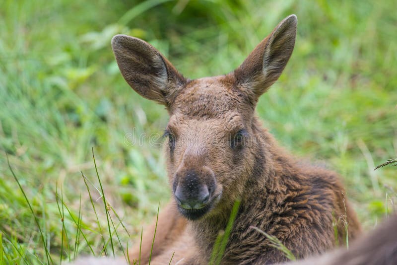 Alces alces - Moose stock photo. Image of meadow, spring - 42255158