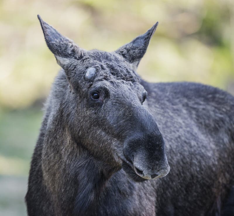 Alces alces - Moose stock image. Image of hunting, wild - 39387287