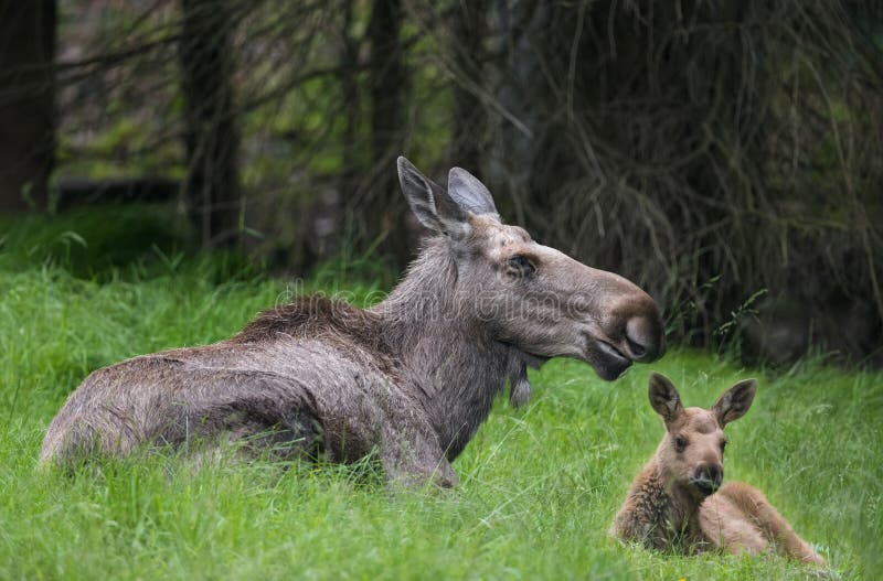 Alces alces - Moose stock photo. Image of outdoor, alces - 42255162