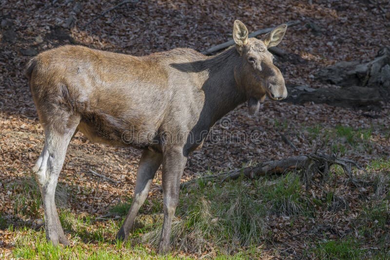 Alces alces - Moose stock image. Image of nature, wildlife - 39387347