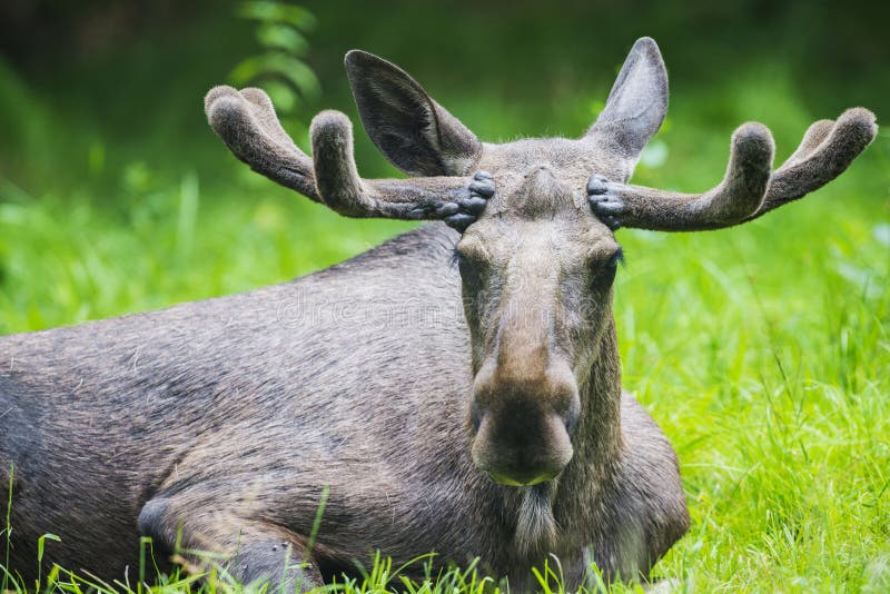 Alces alces - Moose stock photo. Image of moose, outdoor - 42255160
