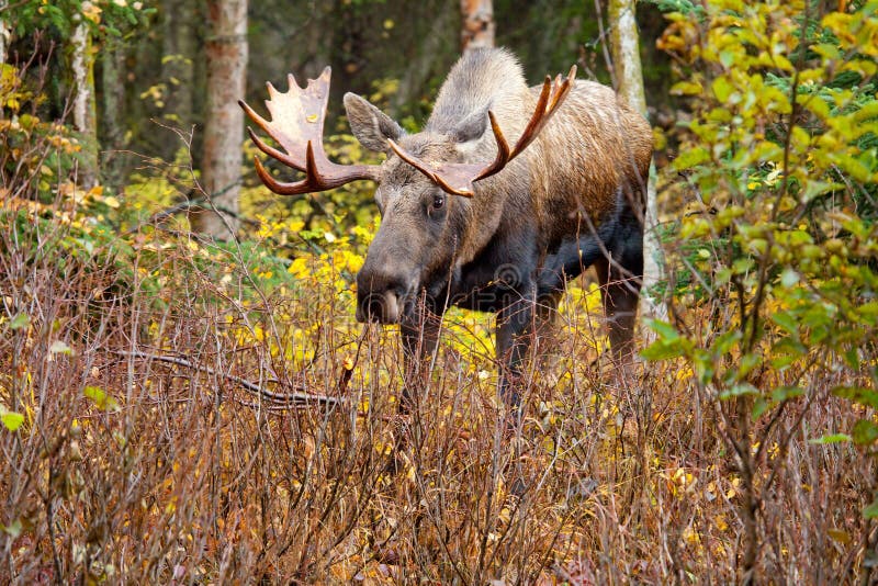 Alces Bull, Alaska, los E foto de archivo. Imagen de cornamentas - 77105304