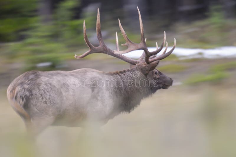 Canadensis Do Cervus Dos Alces Foto de Stock - Imagem de selvagem ...