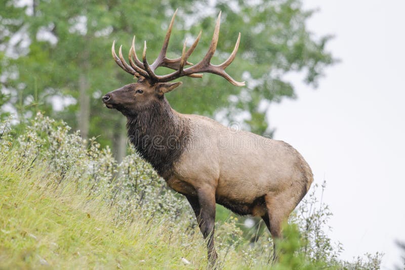 Alces (canadensis Do Cervus) Imagem de Stock - Imagem de grande ...