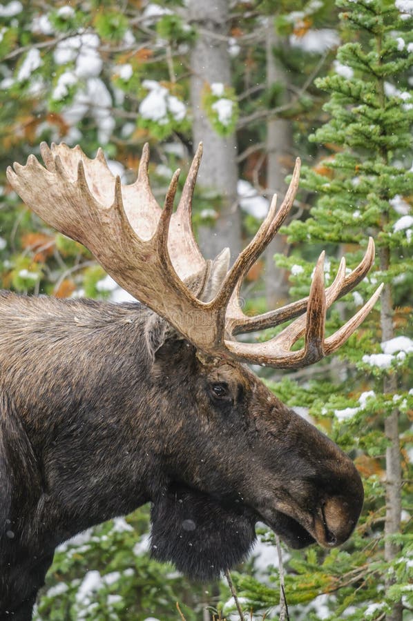 Un Alce Grande Con Las Astas En Una Nieve De La Nieve Asalta Alces ...