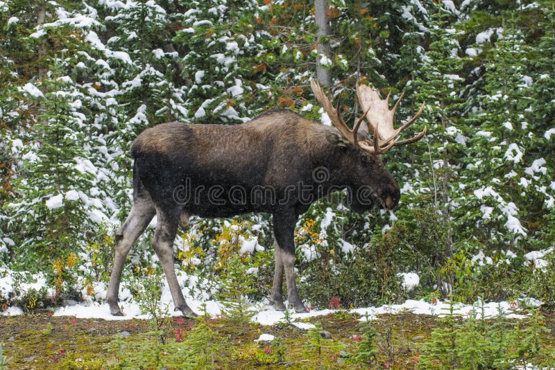 Alces Canadienses Salvajes (alces Del Alces) Imagen de archivo - Imagen ...