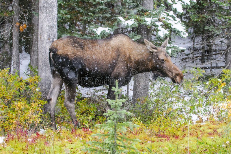 Alces Canadienses Salvajes (alces Del Alces) Foto de archivo - Imagen ...