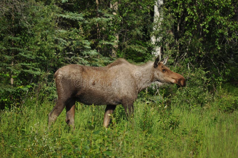 Alces De Alaska En El Salvaje Imagen de archivo - Imagen de denali ...