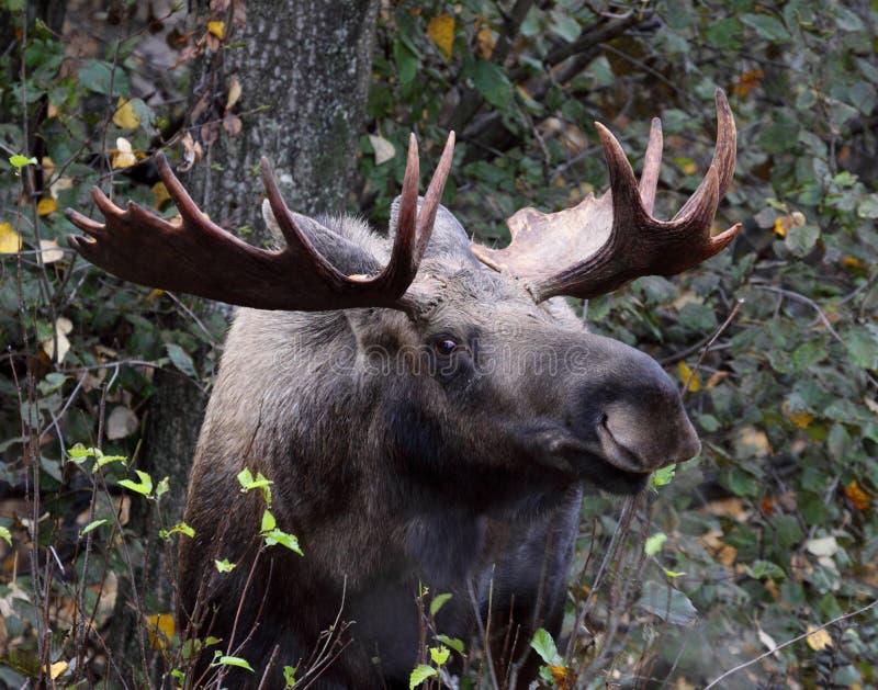 Alces de Alaska Bull foto de archivo. Imagen de estante - 22293458