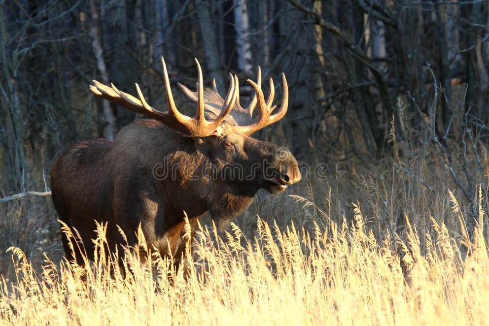 Alces de Alaska Bull imagen de archivo. Imagen de animal - 22885979