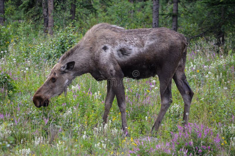 Alces De Alaska En El Salvaje Imagen de archivo - Imagen de denali ...