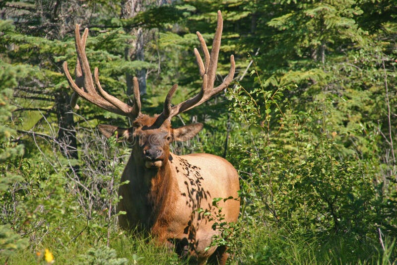 Rena imagem de stock. Imagem de madeira, coma, cervos - 17259973
