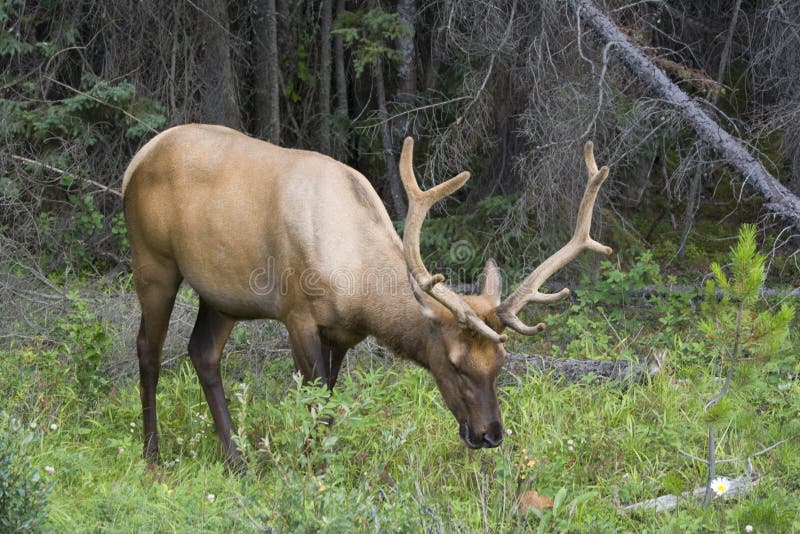 Rena imagem de stock. Imagem de madeira, coma, cervos - 17259973